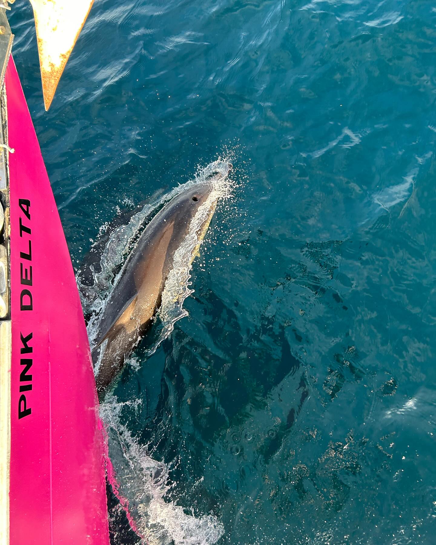 Dolphins, sunshine and a working engine what could be better – She sails